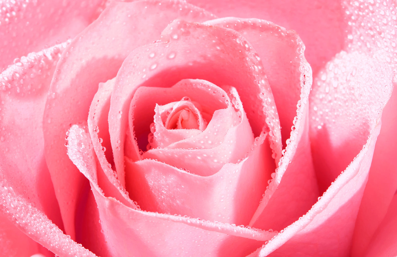 Very Rose Range | NUXE